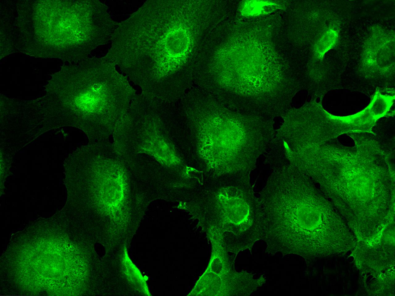 PGP9.5 Antibody (MA5-29634)