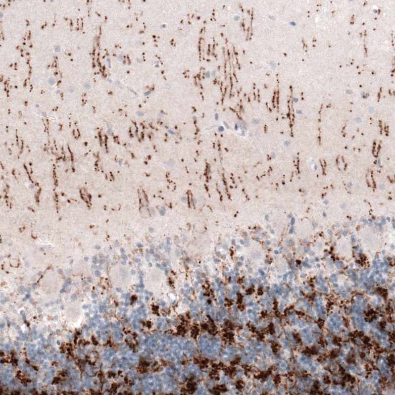 VGLUT2 Antibody (MA5-31378)