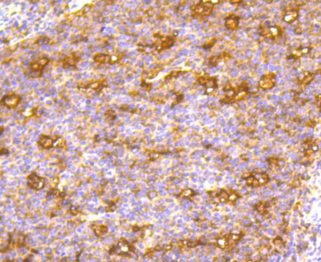CD86 (B7-2) Antibody (MA5-32078)