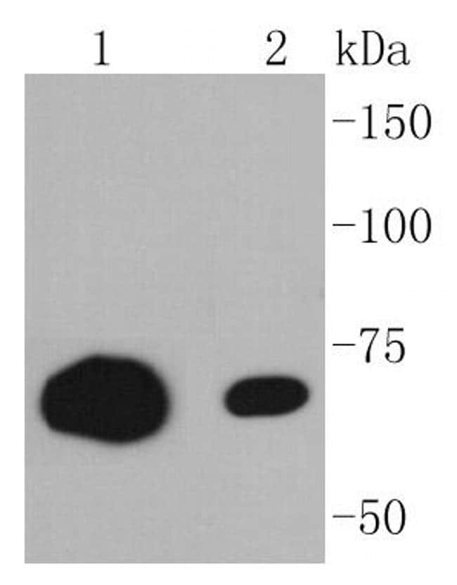 CD86 (B7-2) Antibody (MA5-32078)