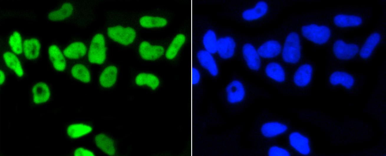 Phospho-Nrf2 (Ser40) Antibody (MA5-32116)