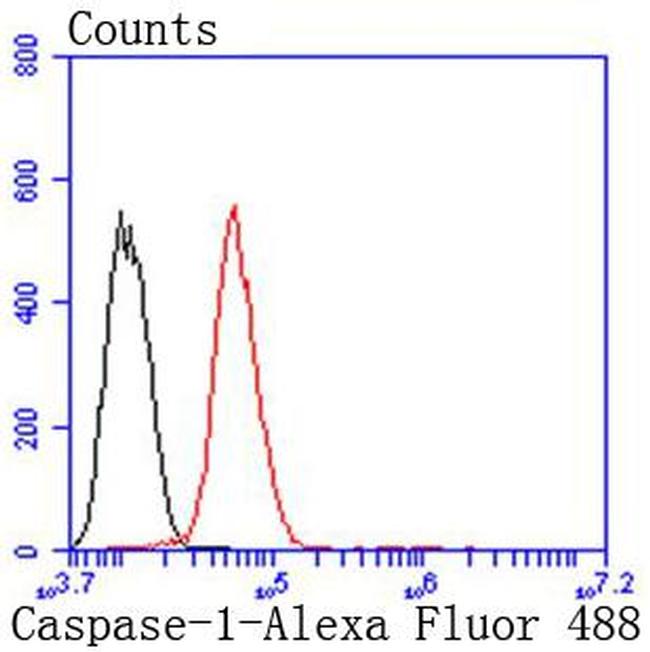 Caspase 1 Antibody (MA5-32137)