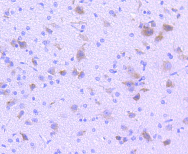 TPH1 Antibody (MA5-32209)