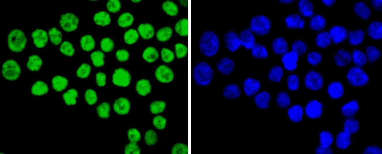 Ku80 Antibody (MA5-32212)