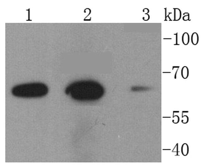 NOX2 Antibody (MA5-32296)