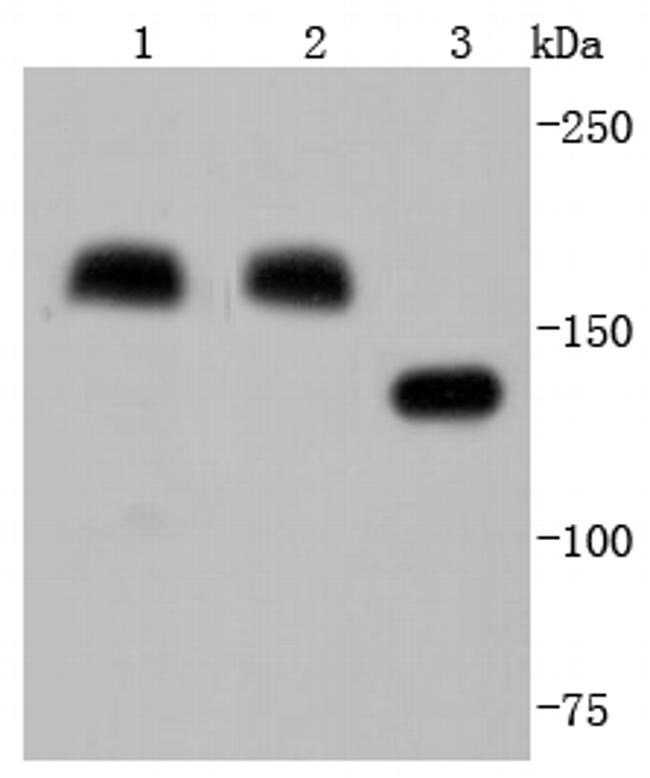 CD206 (MMR) Antibody (MA5-32498)