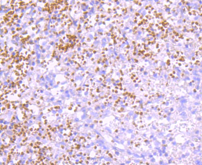 Ub-K63 Antibody (MA5-32573)