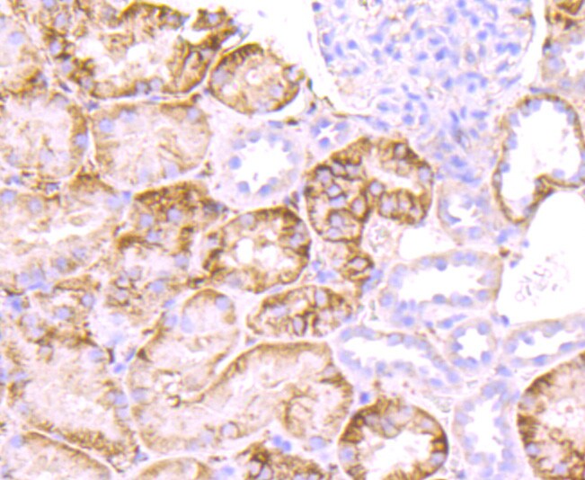 CD138 Antibody (MA5-32600)