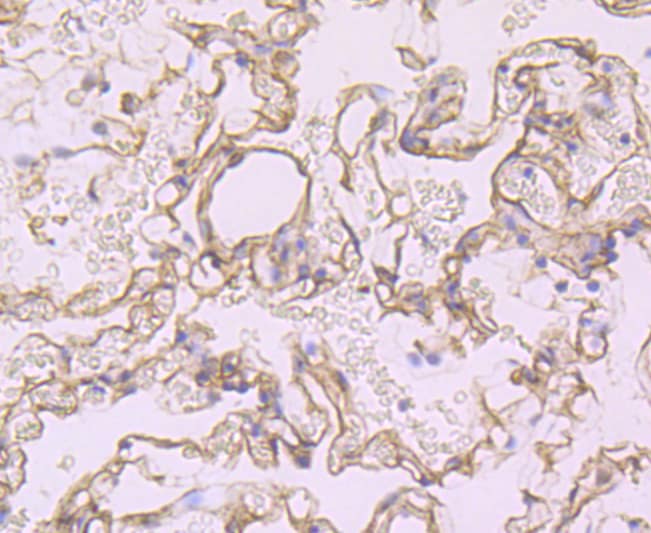 CD138 Antibody (MA5-32600)