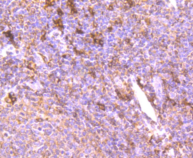 TIM-3 Antibody (MA5-32840)