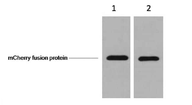 mCherry Antibody (MA5-32977)
