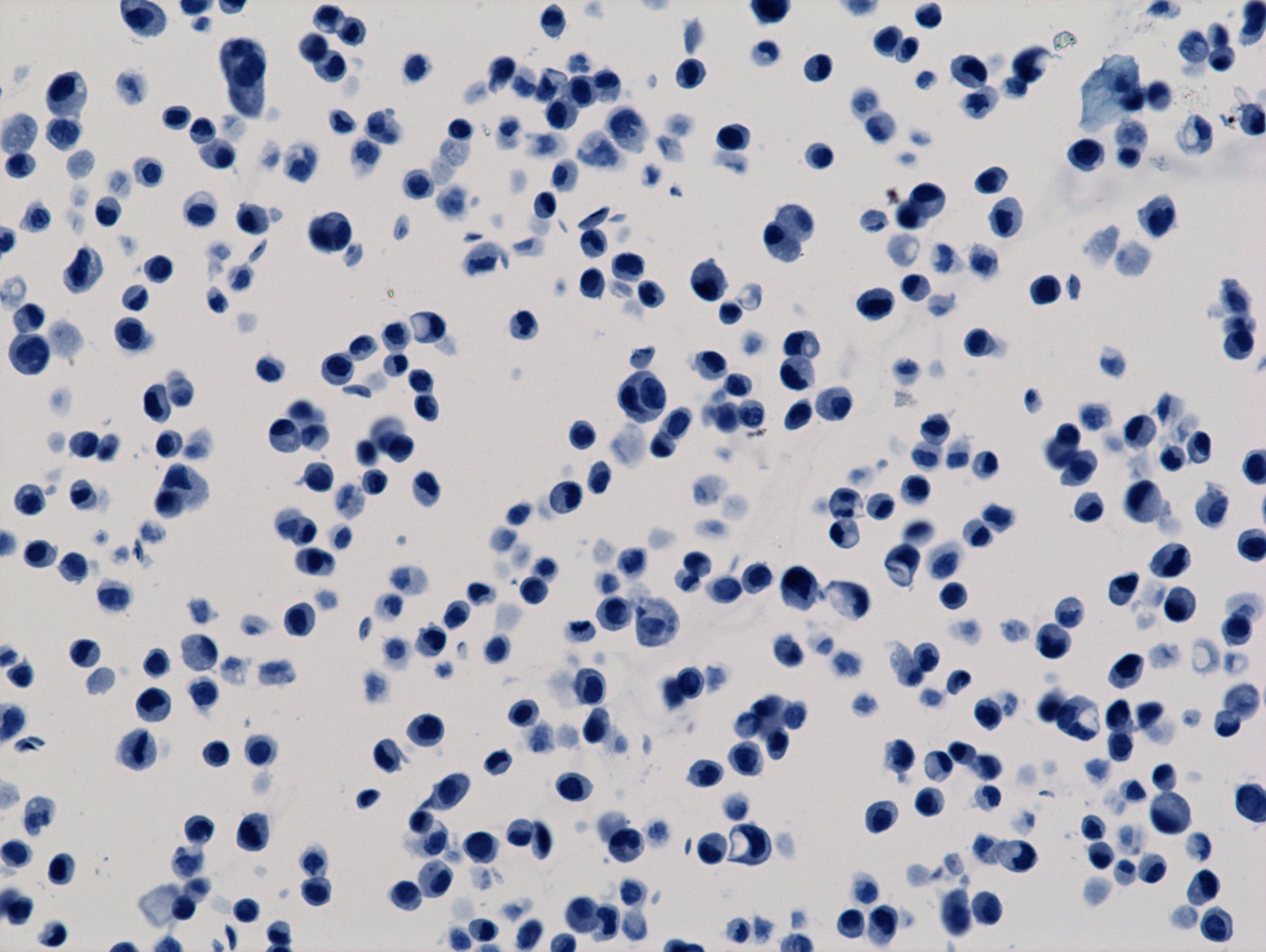 6x-His Tag Antibody (MA5-33032)