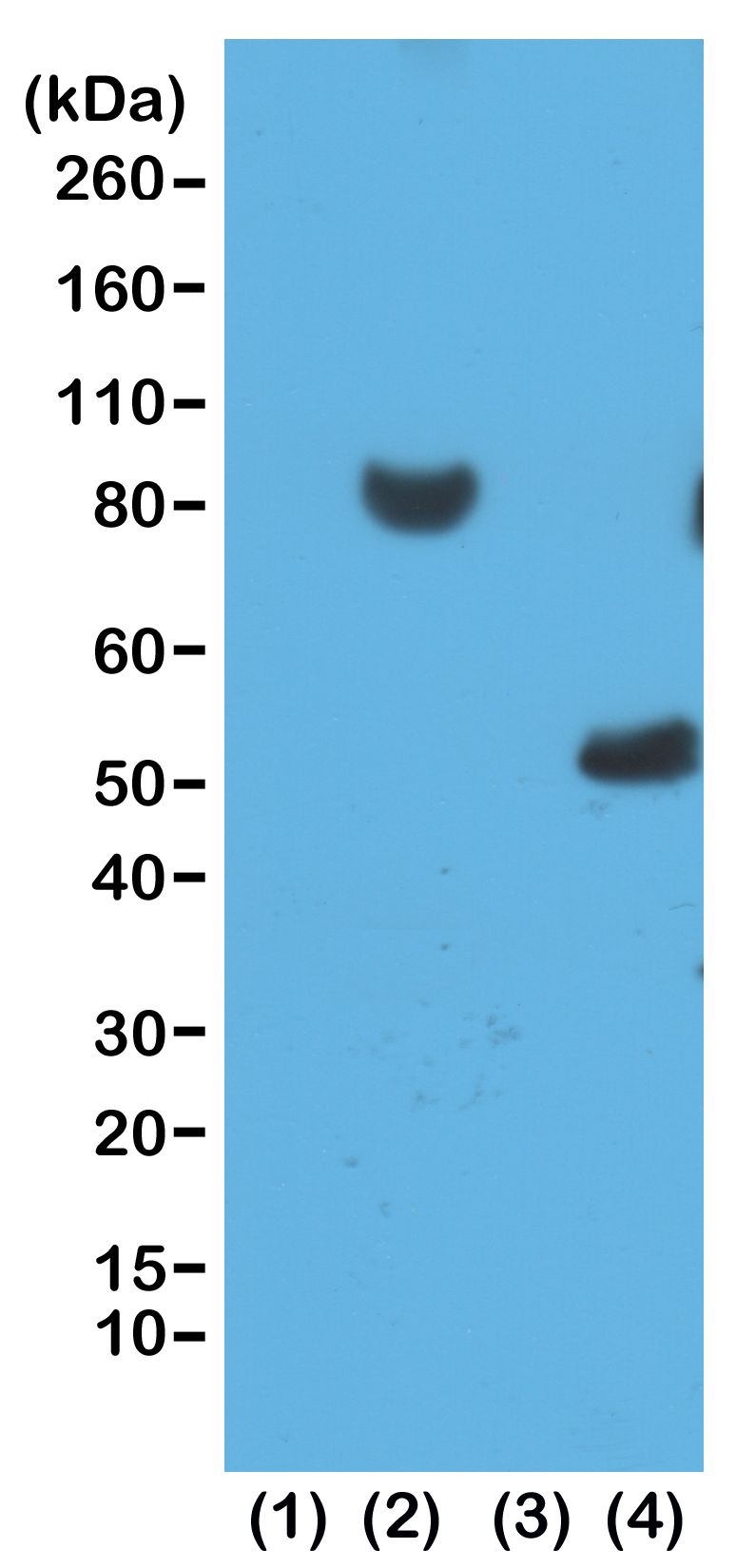 6x-His Tag Antibody (MA5-33032)