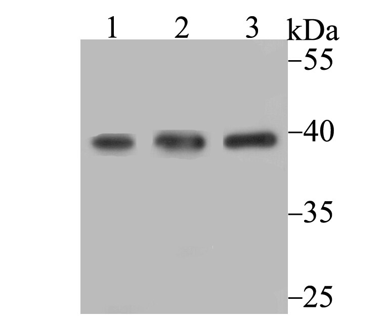 SAE1 Antibody (MA5-34740)