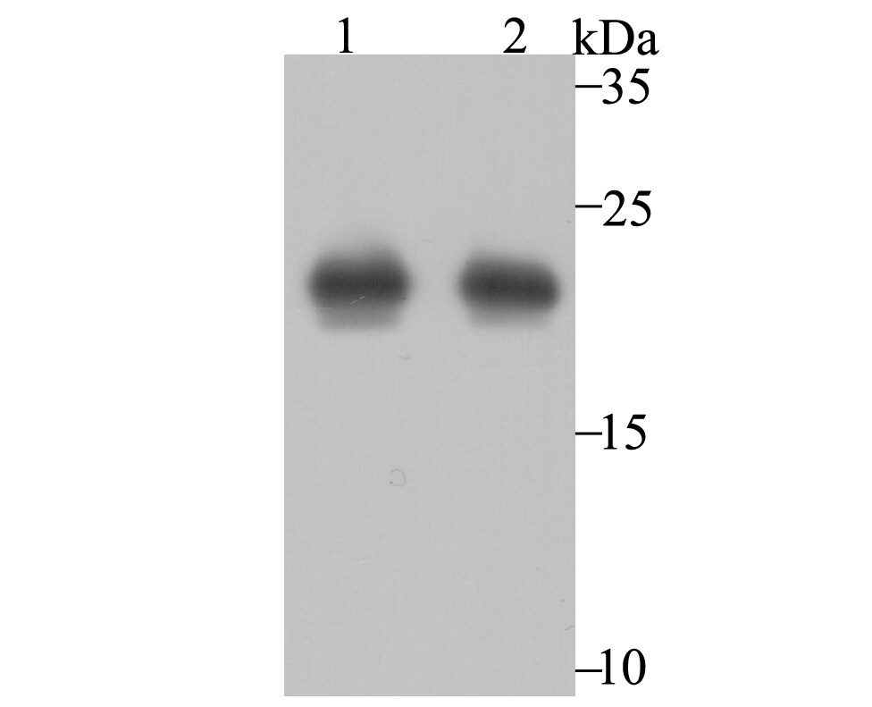 Prdx2 Antibody Ma5 34904