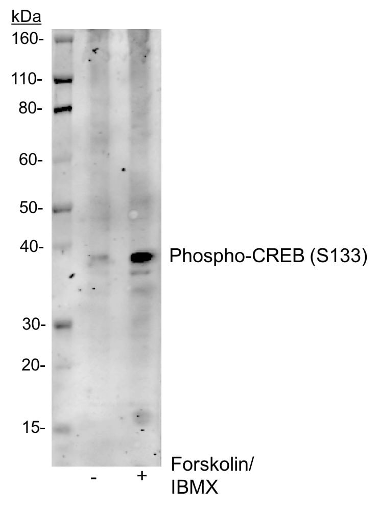 Phospho-CREB (Ser133) Antibody (MA5-36989)
