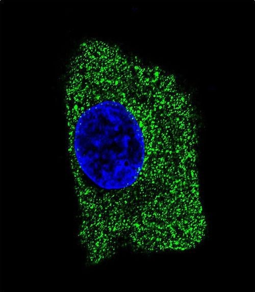 LAMP2 Antibody (MA5-37478)