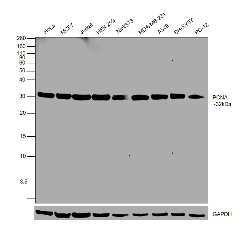PCNA Antibody (MA5-11358)