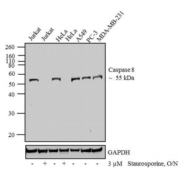 Caspase 8 Antibody (MA5-11558)