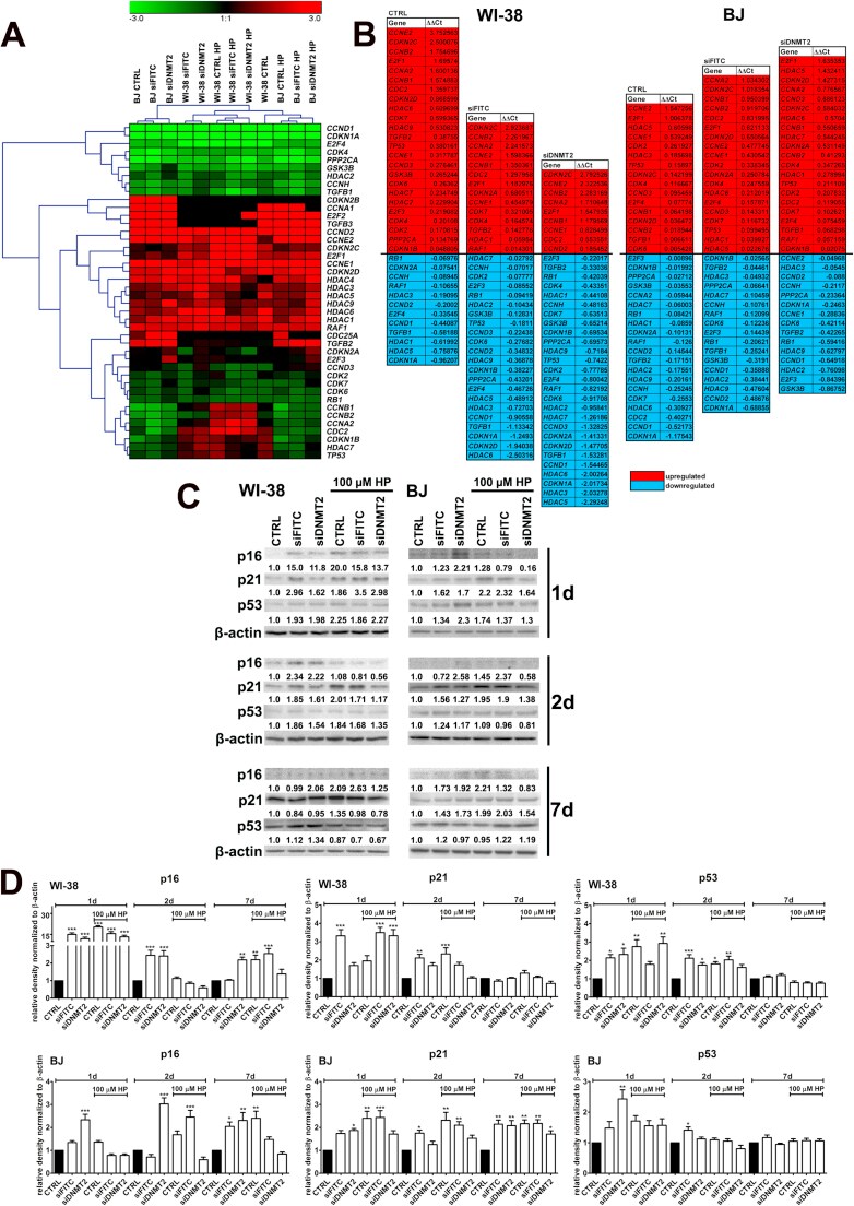 p53 Antibody (MA5-12557)