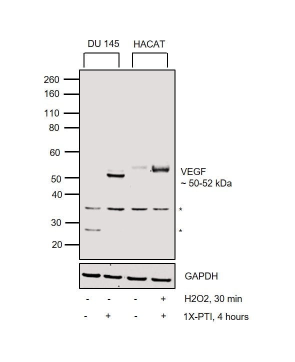 VEGF Antibody (MA5-13182)