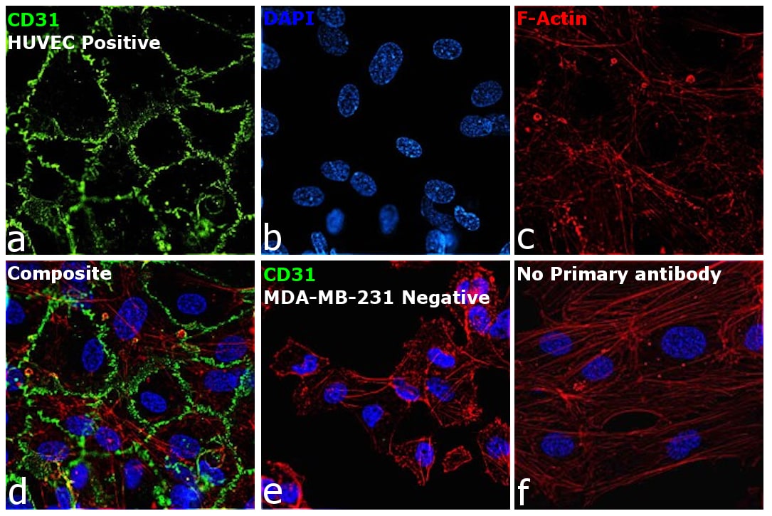 CD31 Antibody (MA5-13188)