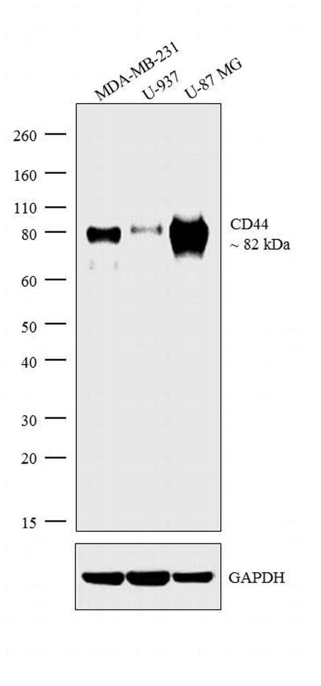 CD44 Antibody (MA5-13890)