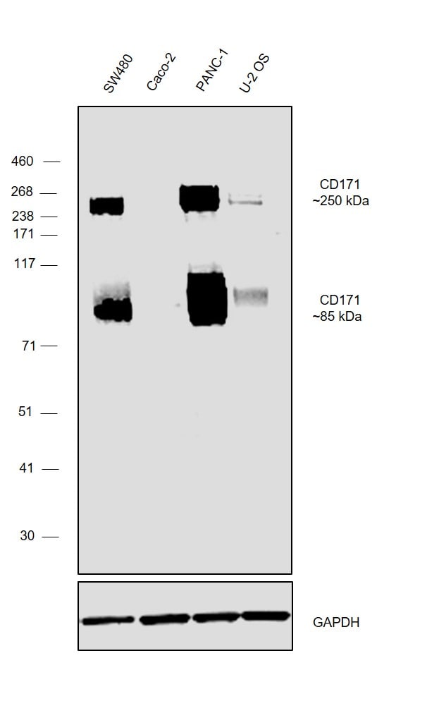 CD171 Antibody, Biotin (MA5-14137)