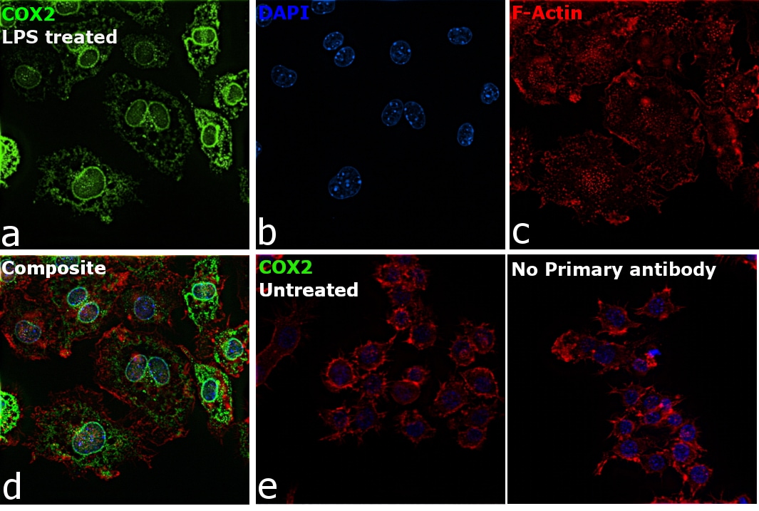 COX2 Antibody (MA5-14568)