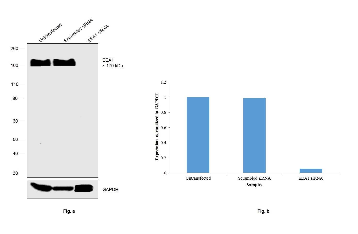 EEA1 Antibody (MA5-14794)