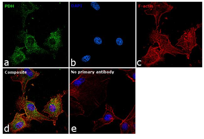 PDHA1 Antibody (MA5-14805)