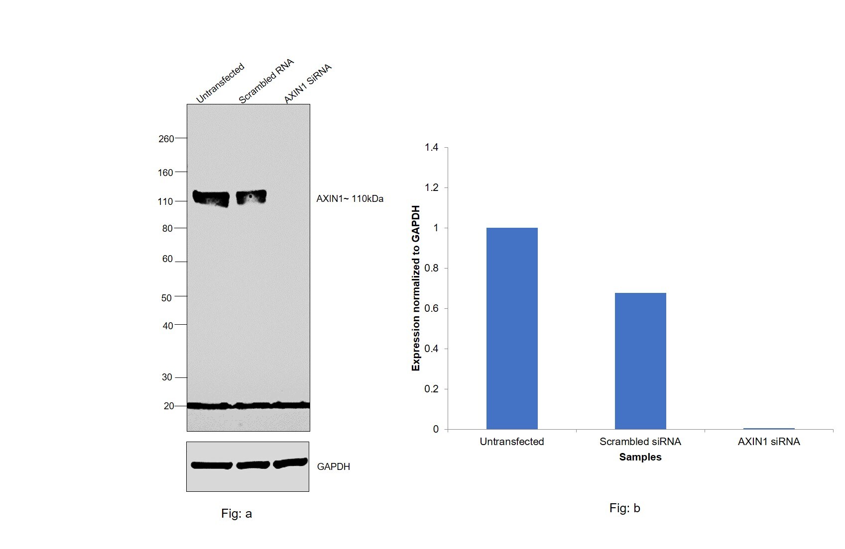 AXIN1 Antibody (MA5-14854)