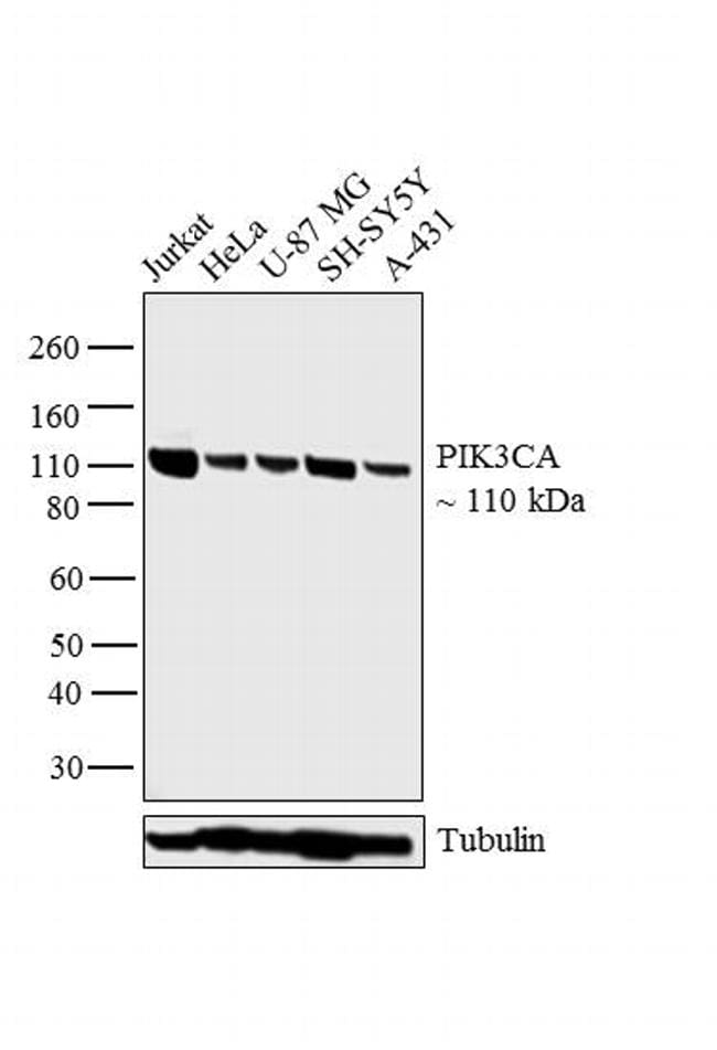 PIK3CA Antibody (MA5-14870)