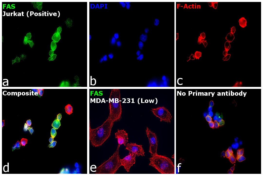 FAS Antibody (MA5-14882)