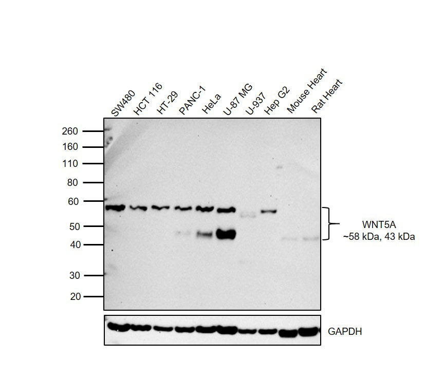 WNT5A Antibody (MA5-14946)