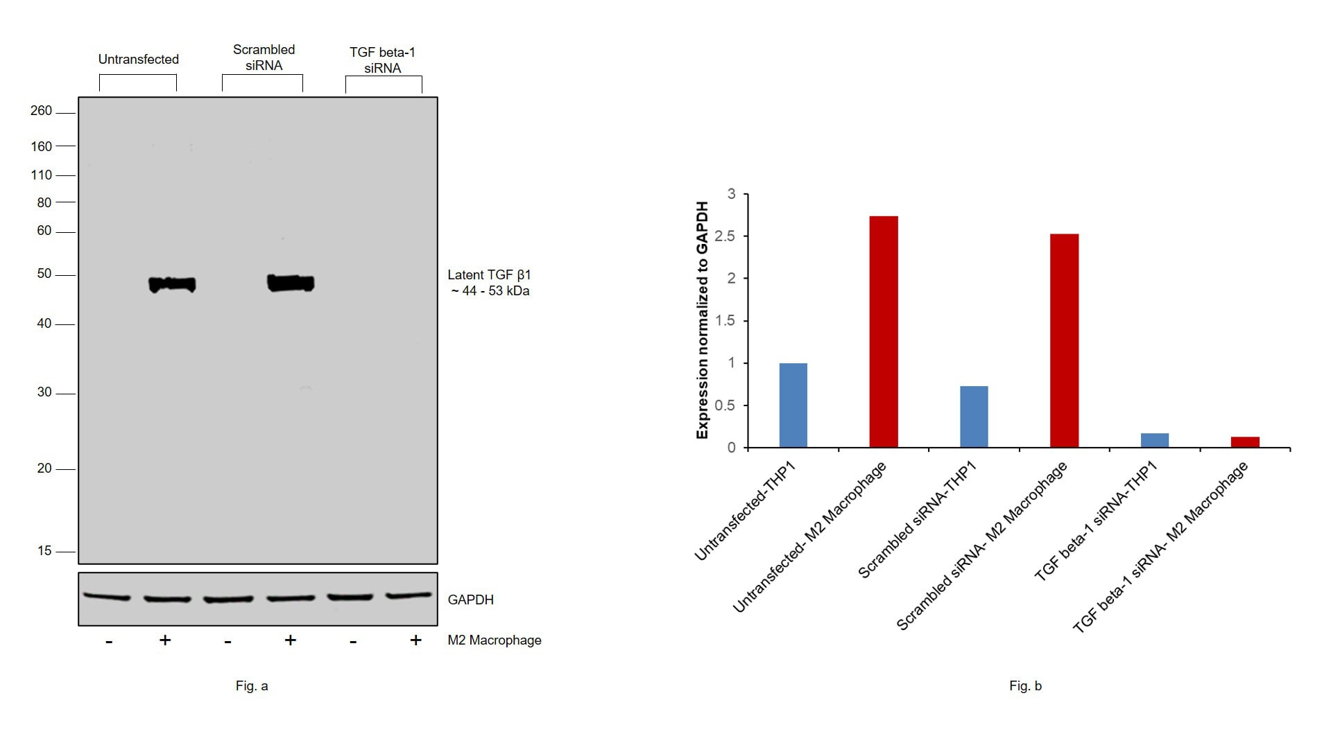 TGF beta-1 Antibody (MA5-15065)