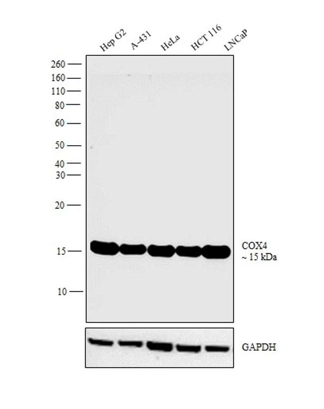 COX4 Antibody (MA5-15078)
