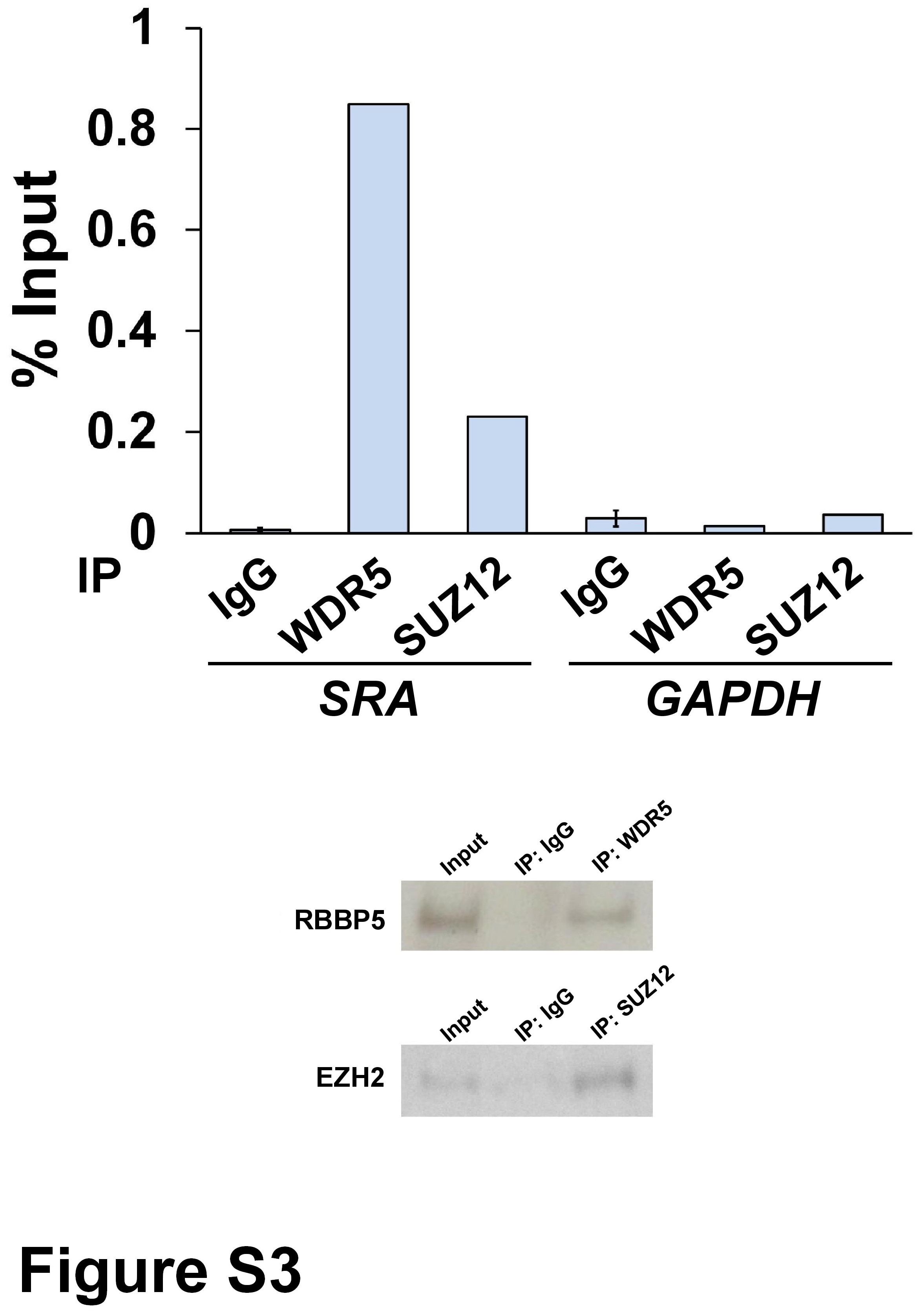 EZH2 Antibody (MA5-15101)