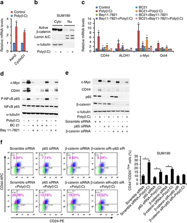 Phospho-NFkB p65 (Ser536) Antibody (MA5-15160)