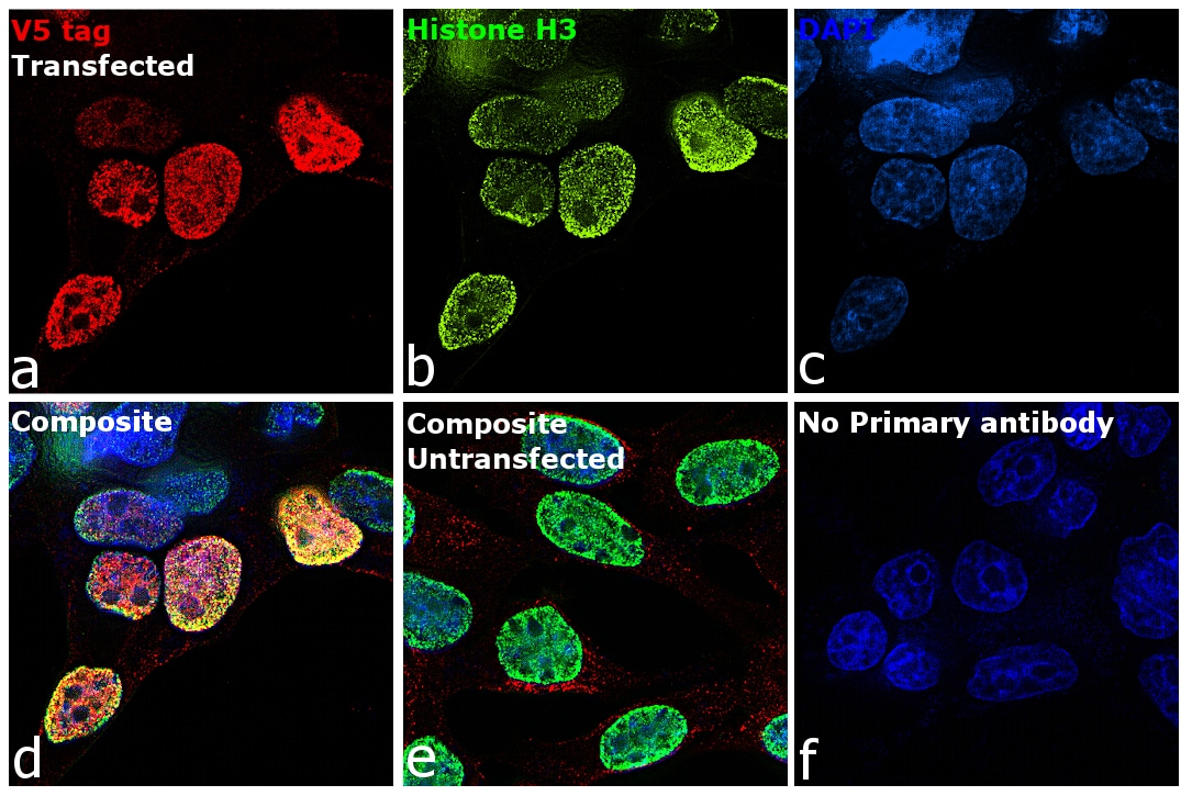 V5 Tag Antibody (MA5-15253)