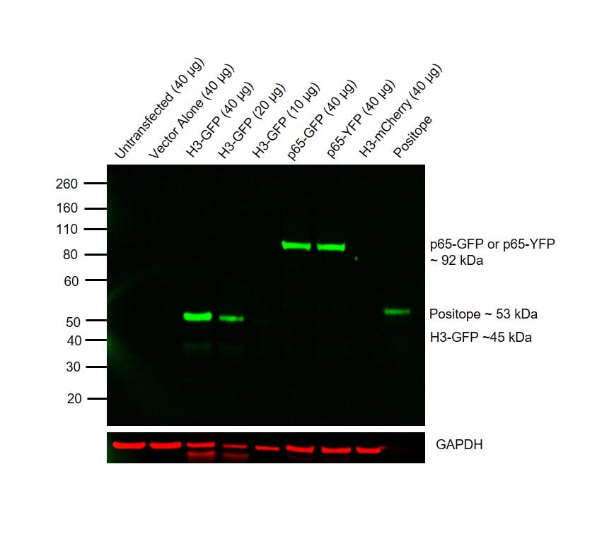GFP Antibody, DyLight® 680 (MA5-15256-D680)