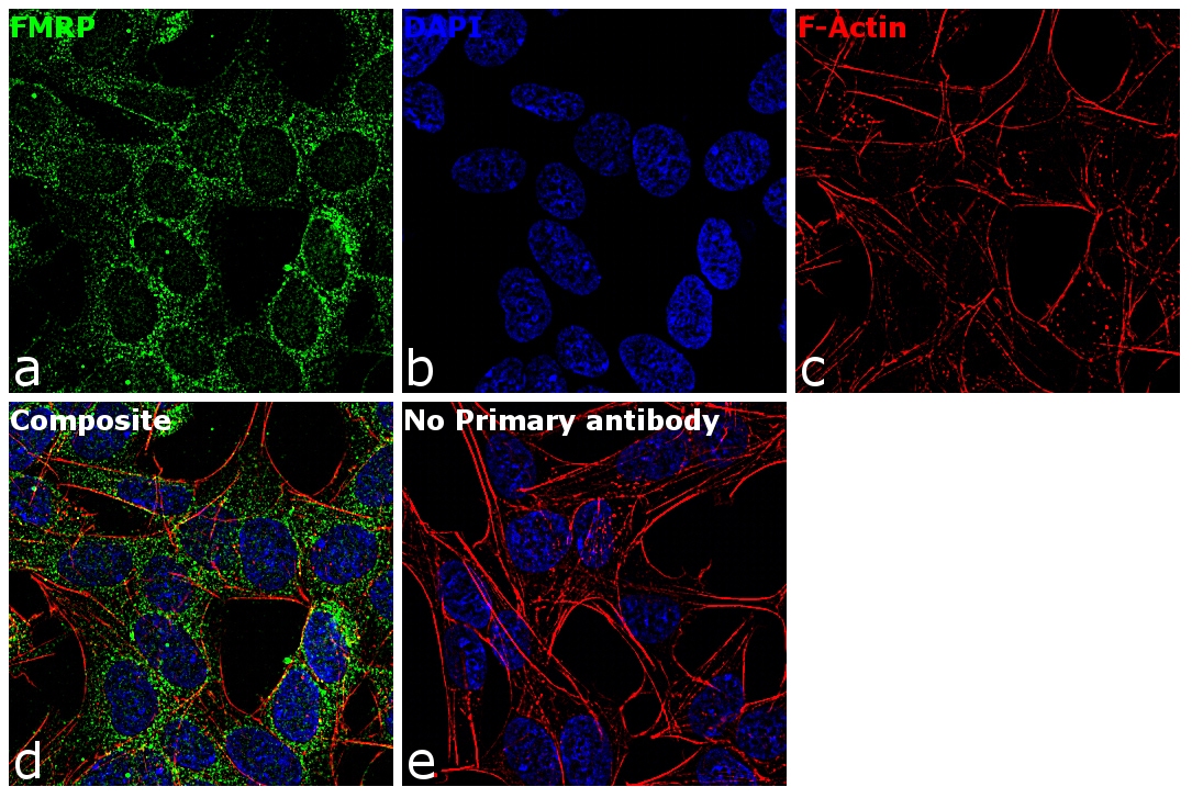 FMRP Antibody (MA5-15499)