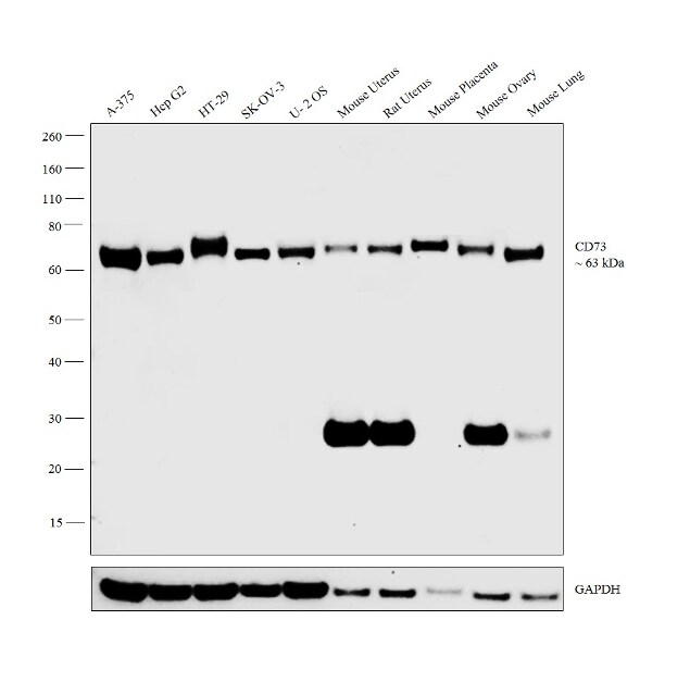 CD73 Antibody (MA5-15537)