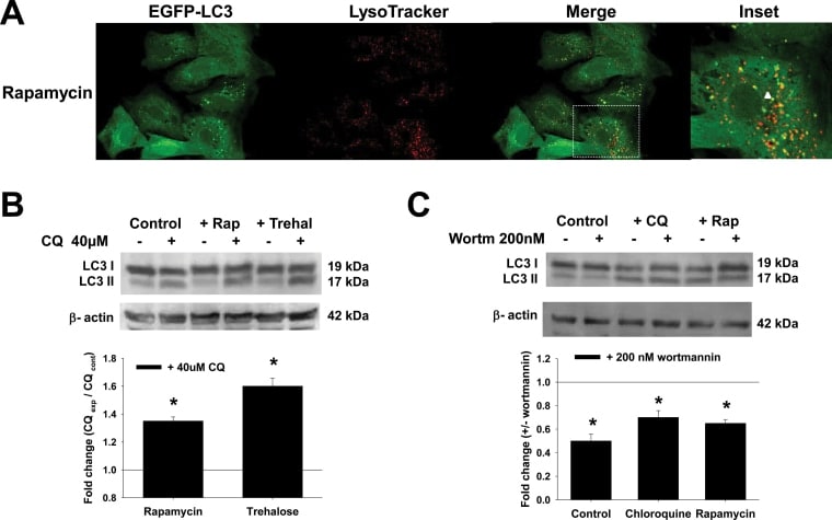 beta Actin Loading Control Antibody, Biotin (MA5-15739-BTIN)