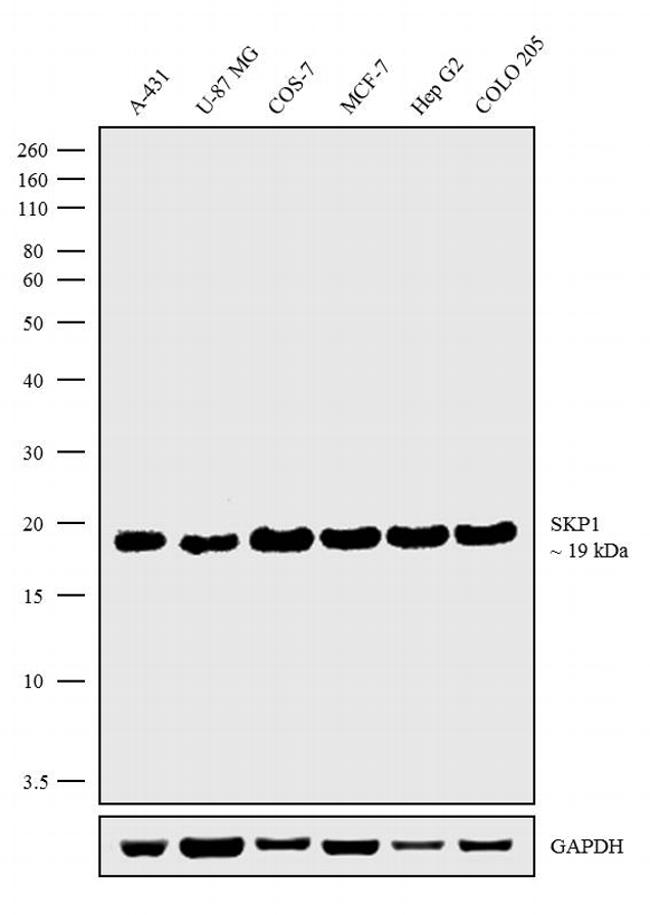 SKP1 Antibody (MA5-15928)