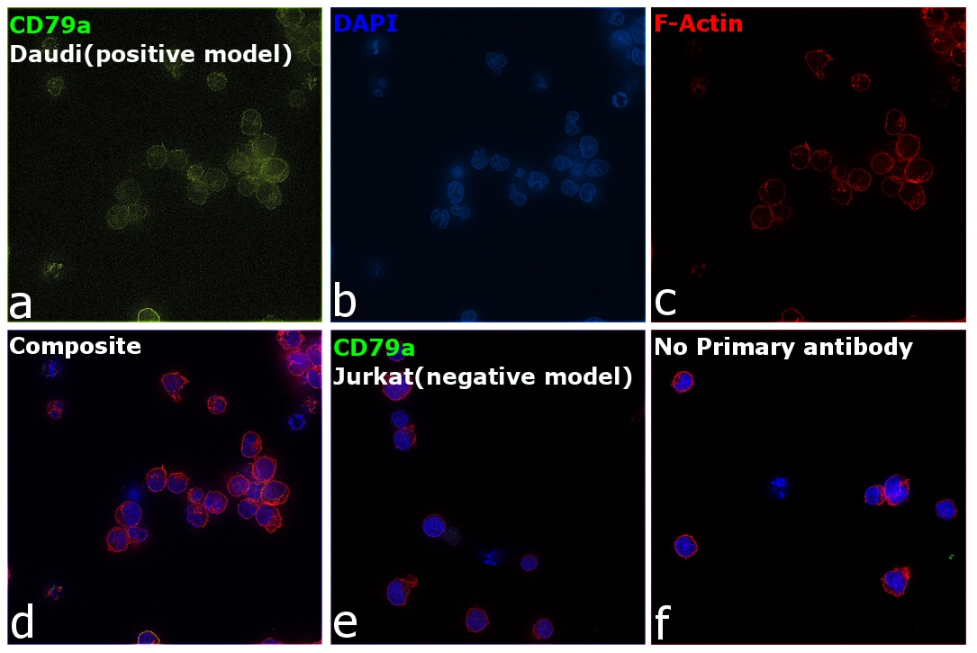 CD79a Antibody (MA1-81870)