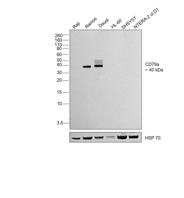 CD79a Antibody (MA1-81870)