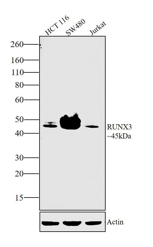 RUNX3 Antibody (MA5-17169)