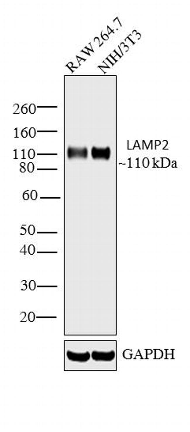 LAMP2 Antibody (MA5-17861)