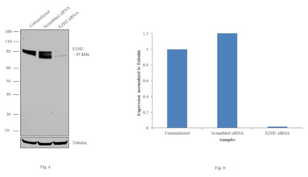 EZH2 Antibody (MA5-18108)
